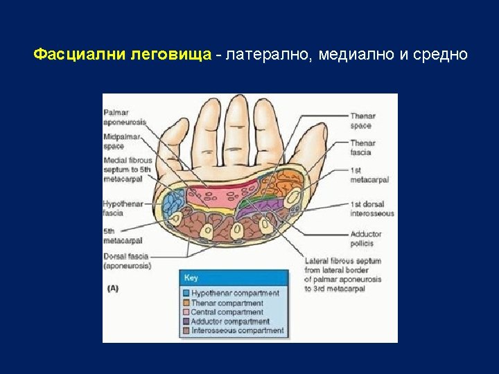 Regio deltoidea n Regio brachialis anterior et posterior