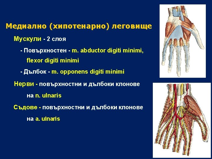 Regio deltoidea n Regio brachialis anterior et posterior
