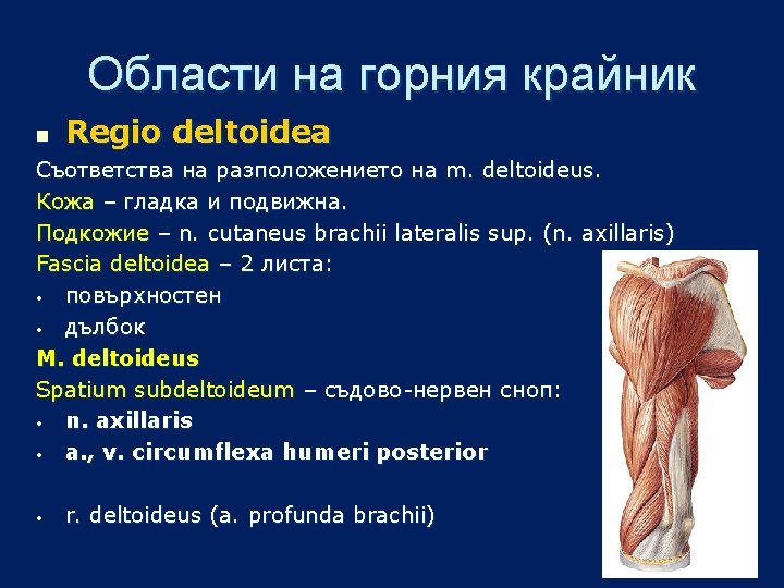Regio deltoidea n Regio brachialis anterior et posterior