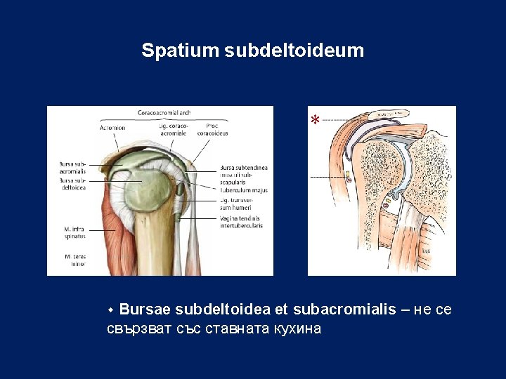 Regio deltoidea n Regio brachialis anterior et posterior