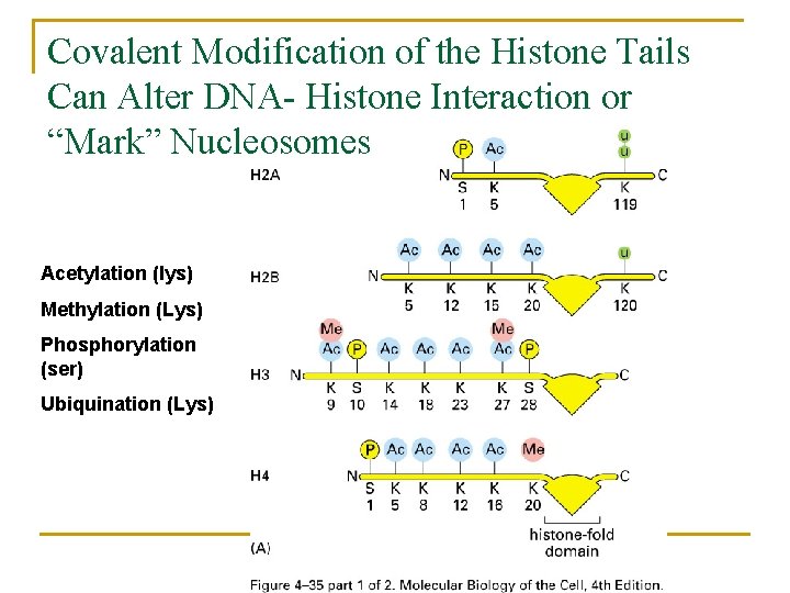Chromatin Structure Gene Expression n The Histone Code