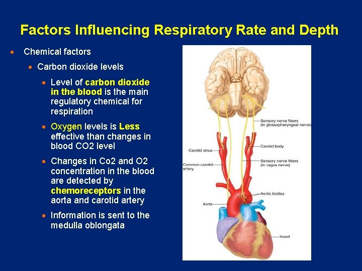 Control of Breathing 1 Breathing control centers in