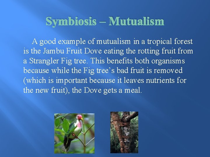 TROPICAL FOREST By Nathan Cone Introduction I selected