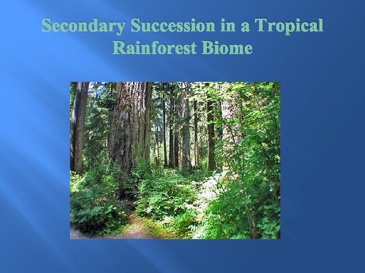 TROPICAL FOREST By Nathan Cone Introduction I selected