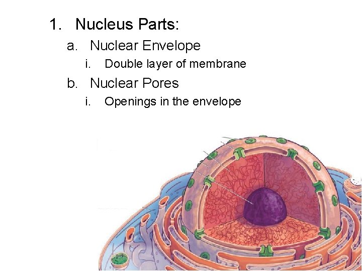 II Cell parts A Describing cell parts 1