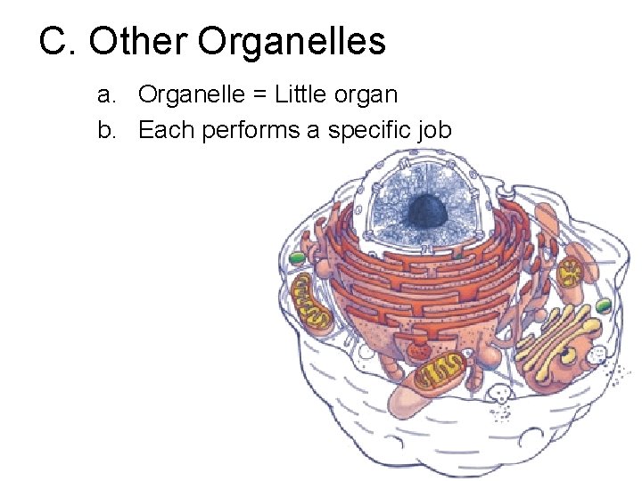II Cell parts A Describing cell parts 1