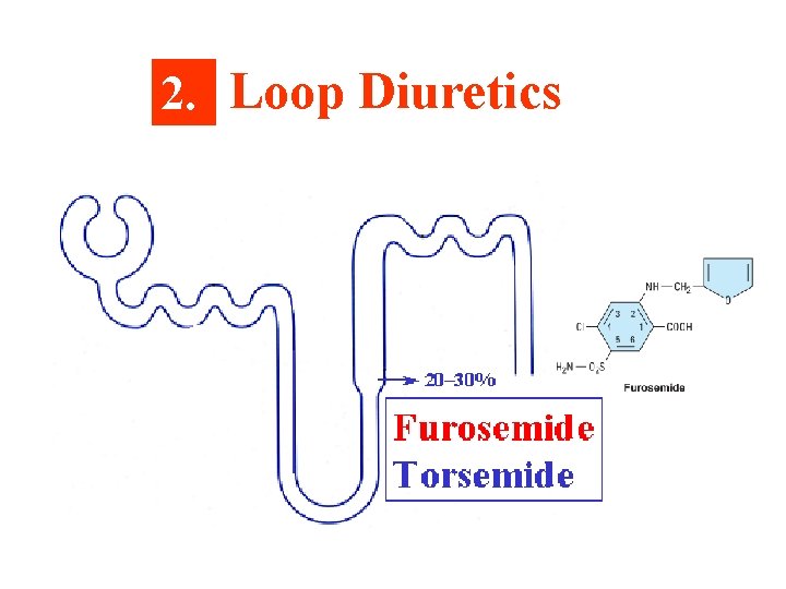 Diuretic drugs Assoc Prof Ivan Lambev itlambevmail bg