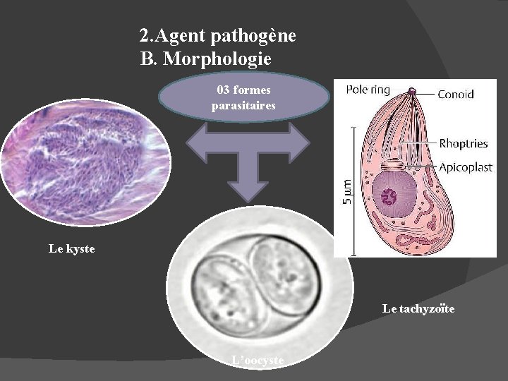 Dr DJABALLAH M MA EN PARASITOLOGIE MYCOLOGIE CLINIQUE