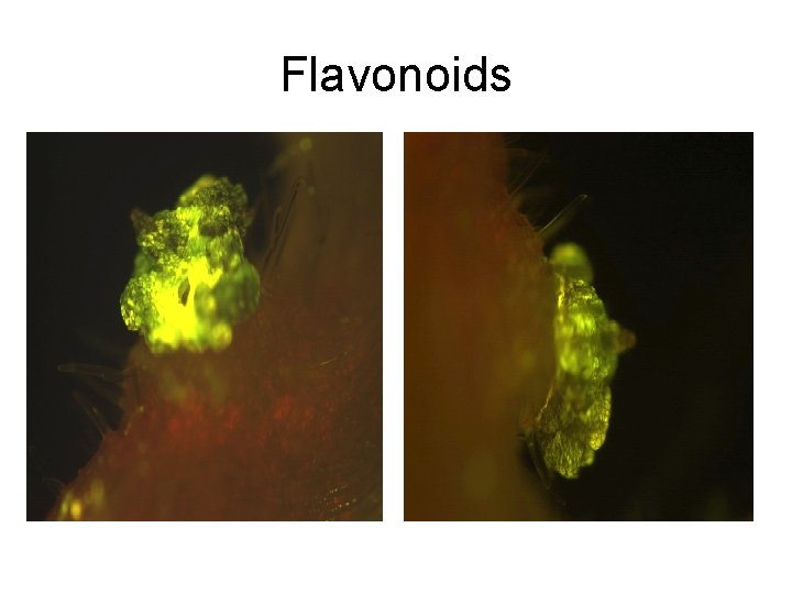 What are roles of flavonoids in the development