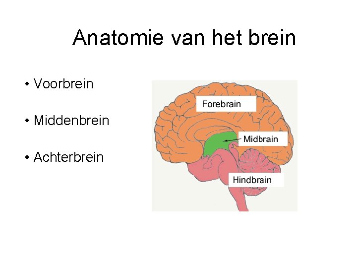 Brein Cognitie Hoe onderzoek je het brein Anatomie