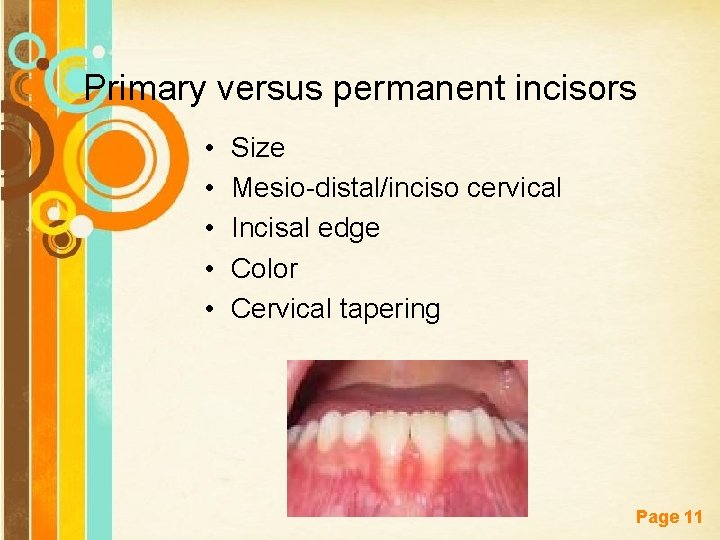 Primary teeth eruption Anatomy and morphology By A