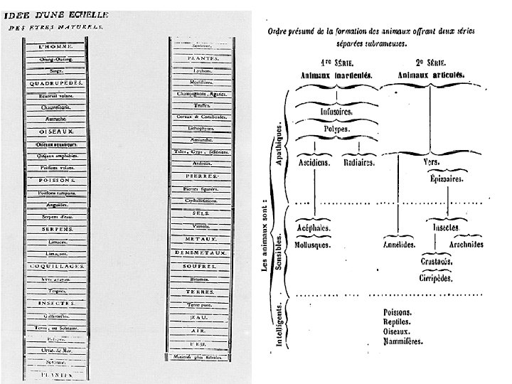 PARTIE 4 EVOLUTION DES ORGANISMES VIVANTS ET HISTOIRE