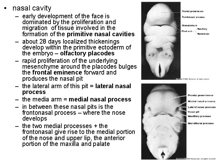 Orofacial Embryology Prenatal Development Websites to check out