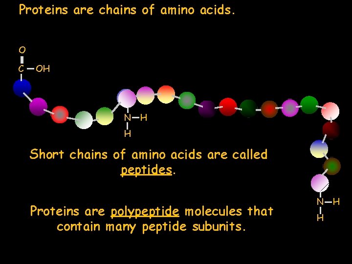 Peptides to Proteins What are proteins Why are
