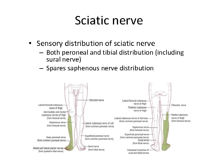 Peripheral nerve Lower extremity Yohei Harada PGY 2