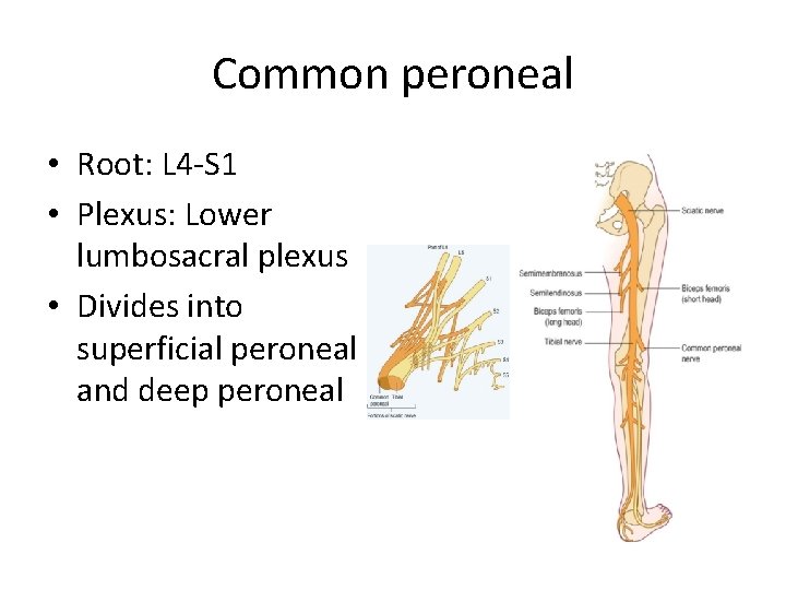 Peripheral nerve Lower extremity Yohei Harada PGY 2