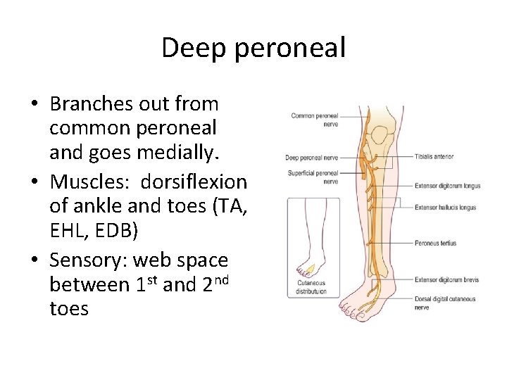 Peripheral nerve Lower extremity Yohei Harada PGY 2