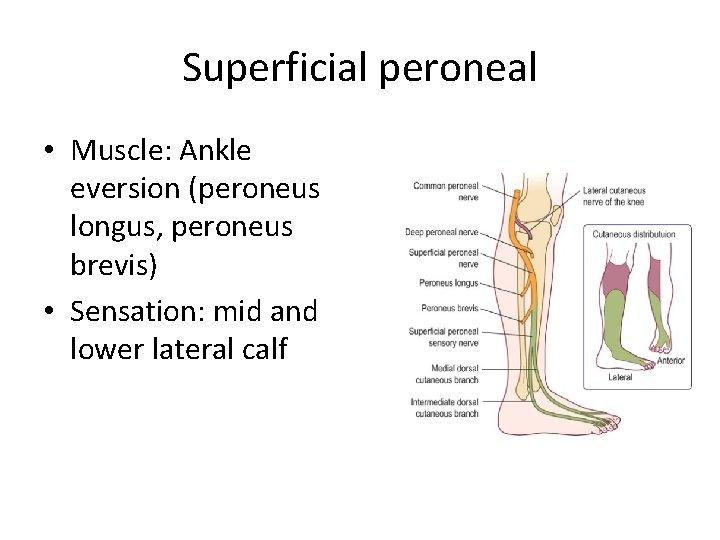 Peripheral nerve Lower extremity Yohei Harada PGY 2