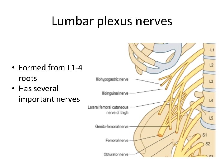 Peripheral nerve Lower extremity Yohei Harada PGY 2