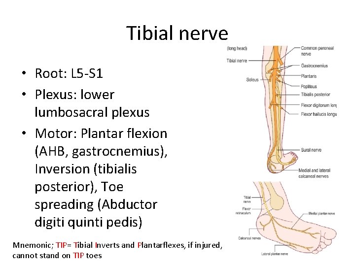 Peripheral nerve Lower extremity Yohei Harada PGY 2