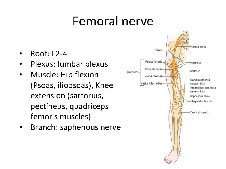 Peripheral nerve Lower extremity Yohei Harada PGY 2