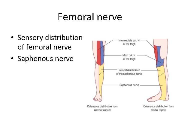 Peripheral nerve Lower extremity Yohei Harada PGY 2