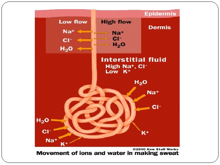 Sweat It is a clear salty liquid secreted