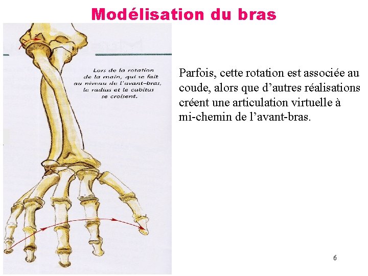 Membres suprieurs 2 3 Mouvement des membres suprieurs