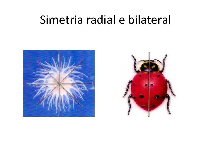 A Evoluo dos Animais 3 Ano 2011 Introduo