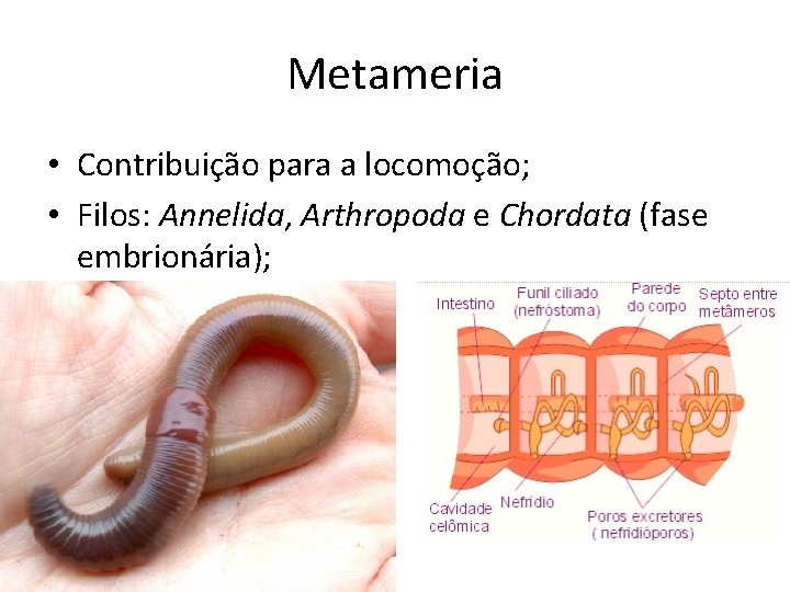 A Evoluo dos Animais 3 Ano 2011 Introduo