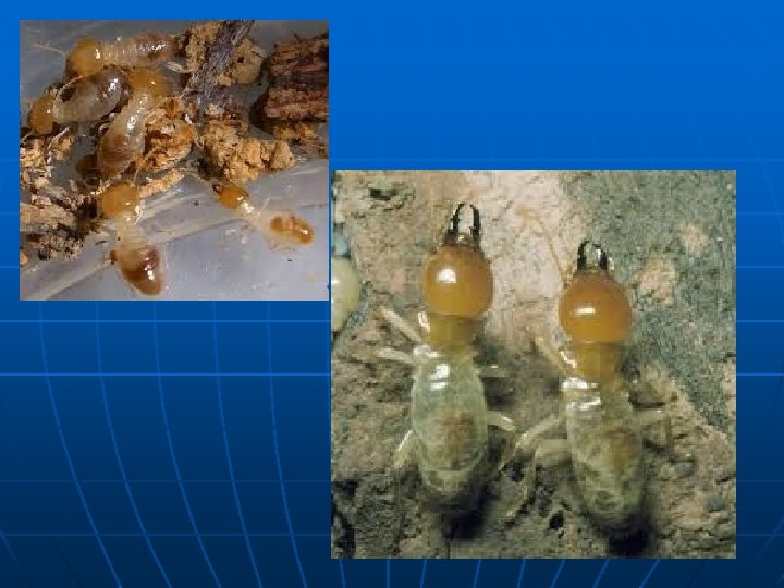 Microtermes obesi n n Basic Biology Termites are