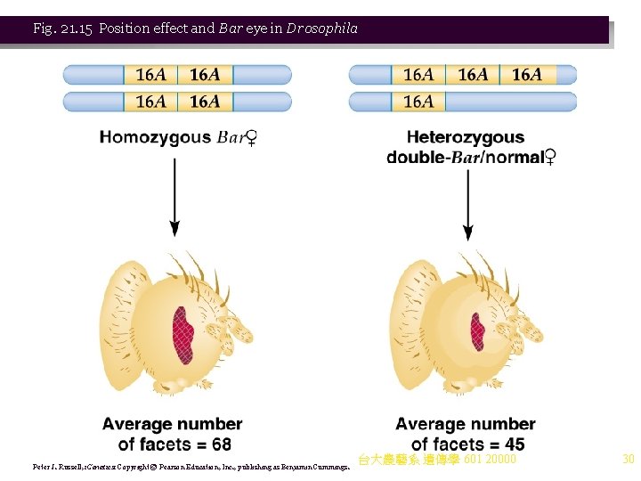 Peter J Russell CHAPTER 21 Chromosomal Mutations edited