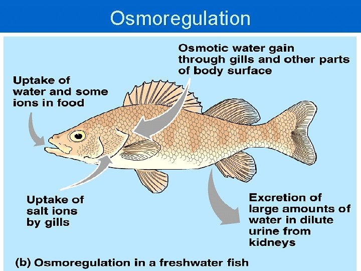 Chapter 44 Maintaining a Constant Internal Environment Homeostasis