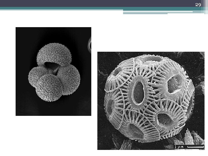 1 Stratigraphy The study of strata layers of
