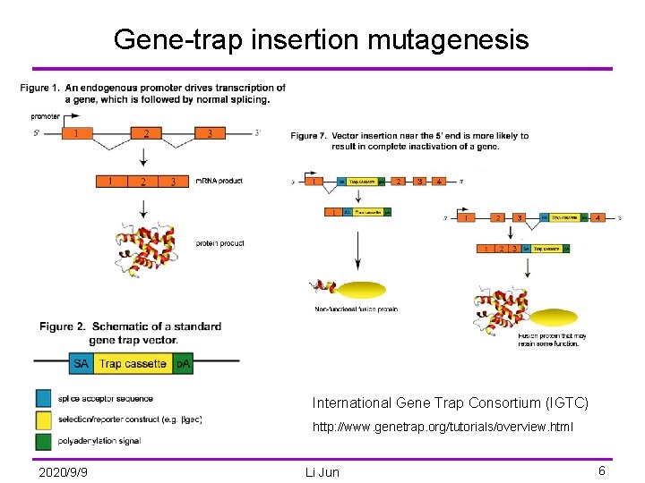 Genomics and Epigenomics Group 4 members Wang Ting