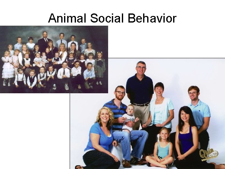 Animal Social Behavior Animal Social Behavior levels of