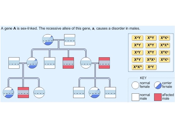 Genetic Screening and Counselling Pedigree charts family tree