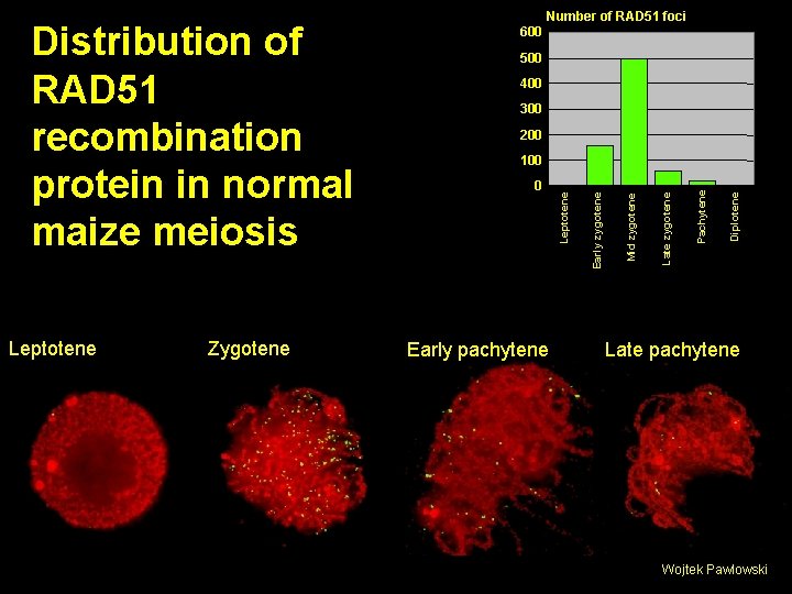 Meiosis Recombination and Mapping Meiosis Why bother to