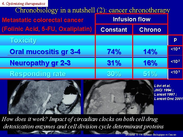 Cell proliferation circadian clocks and molecular ...