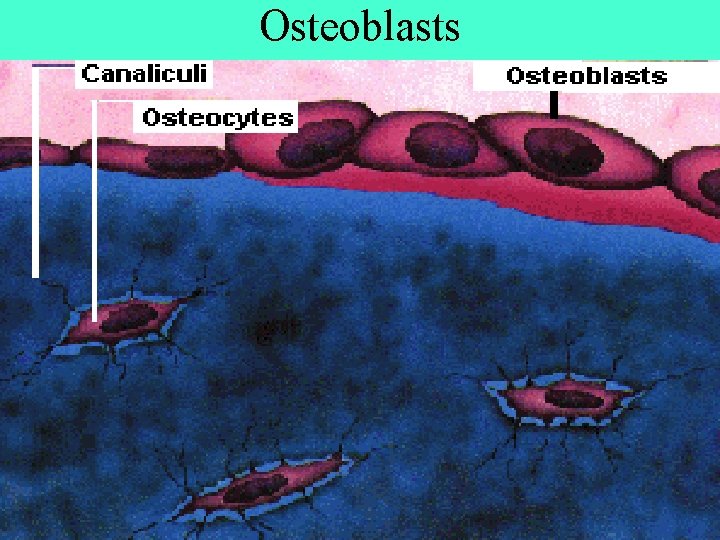 Kharkov National Medical University BONE Department of histology