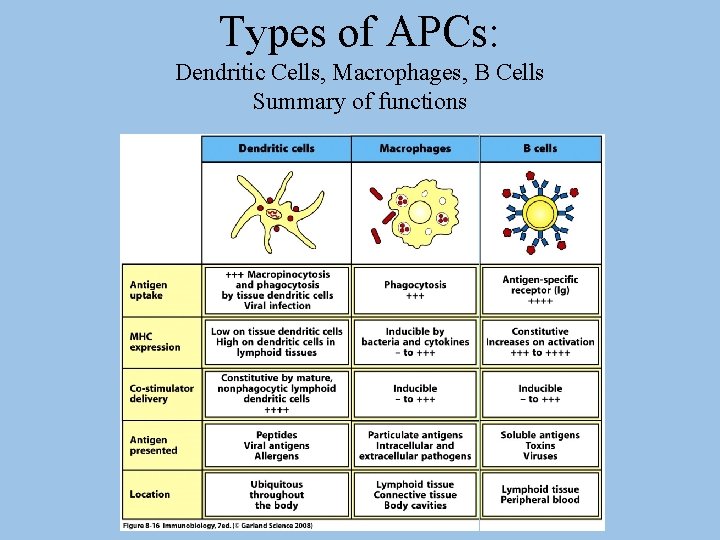 Antigen Presentation Cells Signals and Resulting Immune Responses