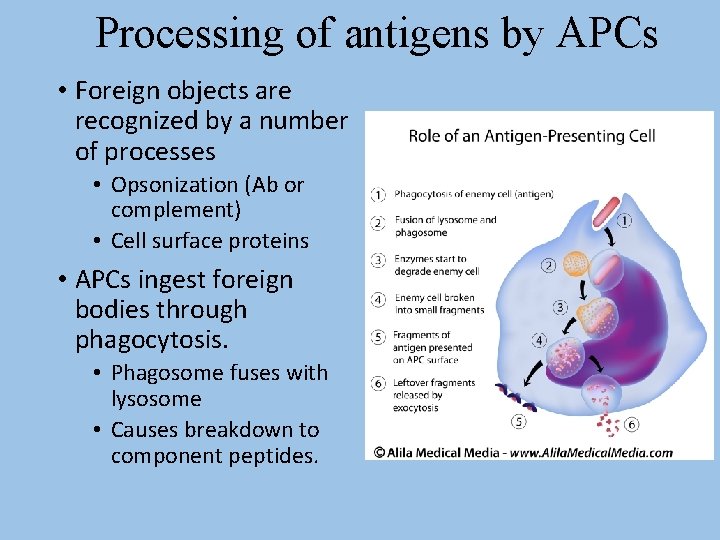 Antigen Presentation Cells Signals and Resulting Immune Responses