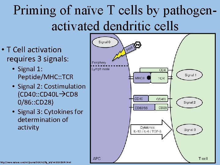 Antigen Presentation Cells Signals and Resulting Immune Responses