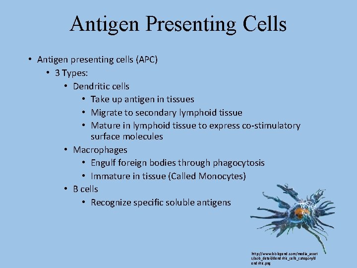 Antigen Presentation Cells Signals and Resulting Immune Responses