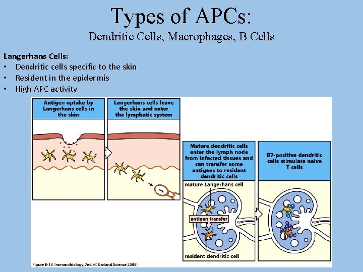 Antigen Presentation Cells Signals and Resulting Immune Responses