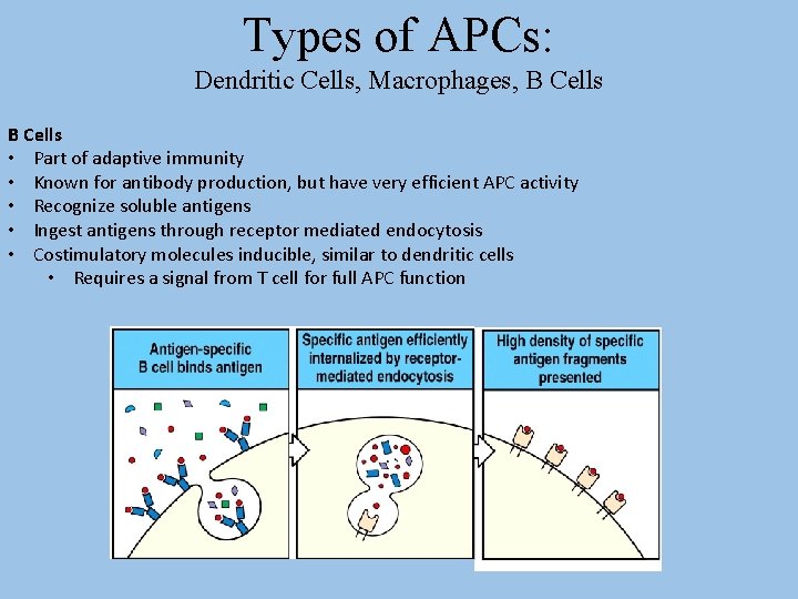 Antigen Presentation Cells Signals and Resulting Immune Responses