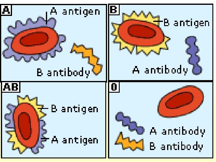 Blood group Antigens Antibodies Department of Laboratory Medicine