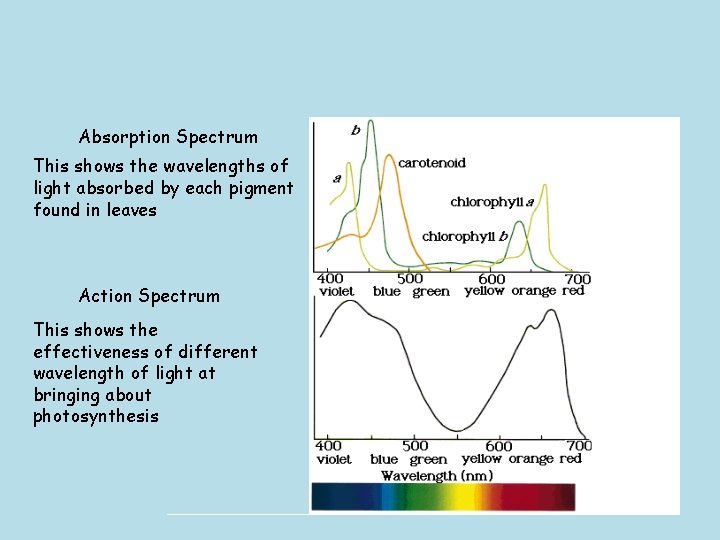 Higher Biology Unit 3 3 1 Photosynthesis Photosynthesis