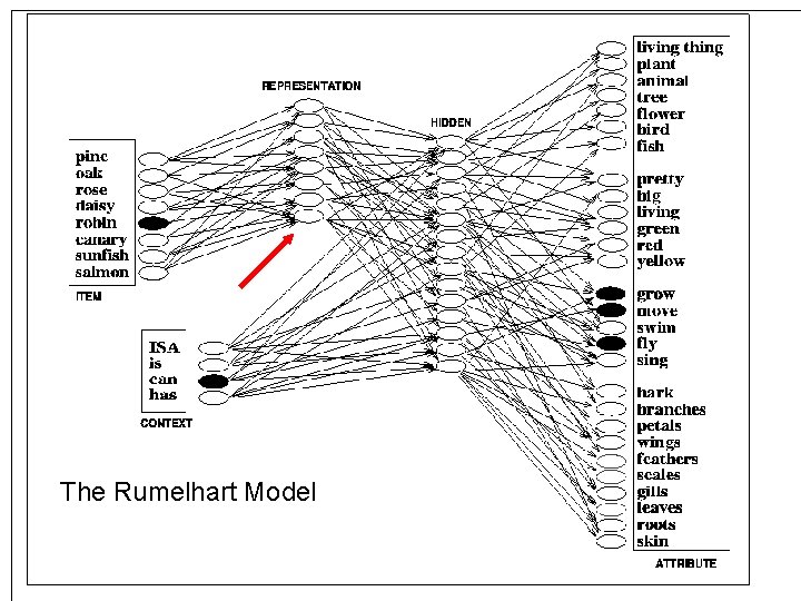 Using Backprop to Understand Apects of Cognitive Development
