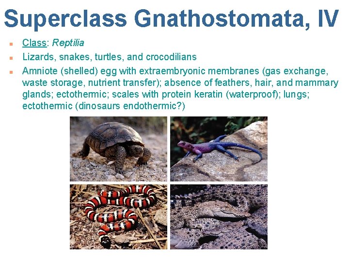 Lecture 15 Date n Chapter 34 Vertebrate Evolution